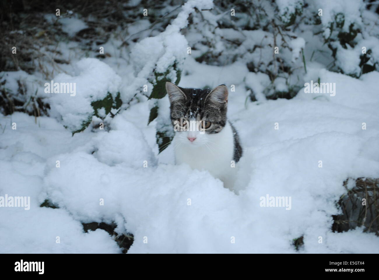 Tabby cat in snow Stock Photo - Alamy