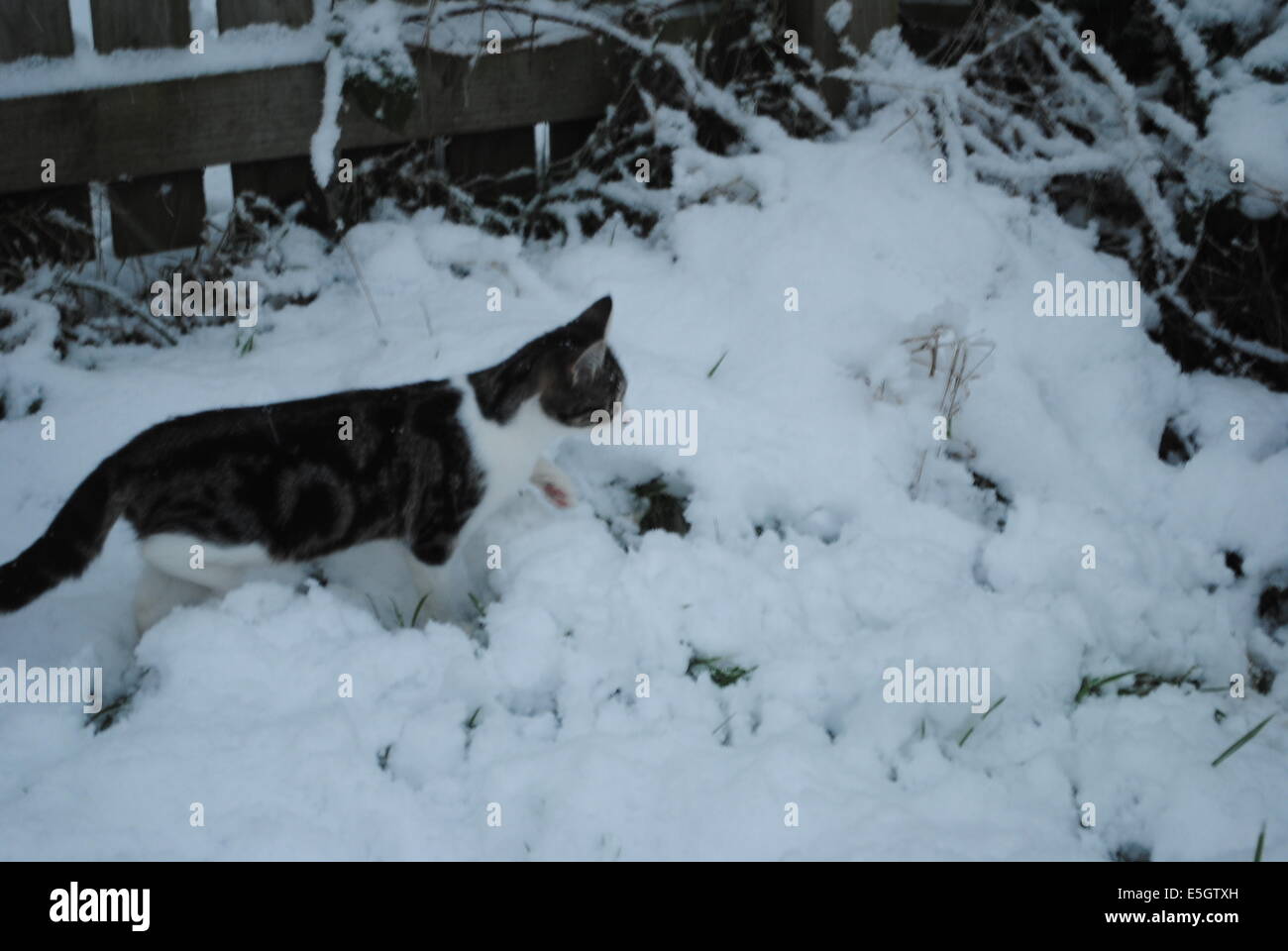 Tabby cat in snow Stock Photo - Alamy