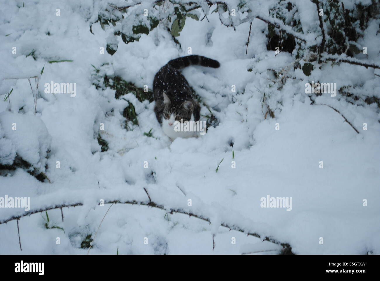 Tabby cat in snow Stock Photo - Alamy