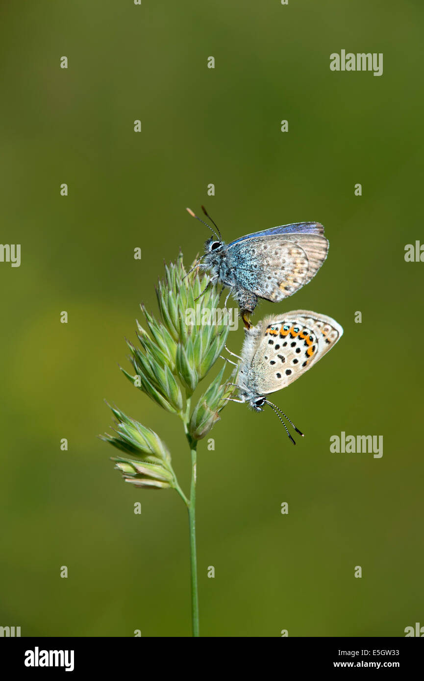 Silver studded blue butterfly hi-res stock photography and images - Alamy