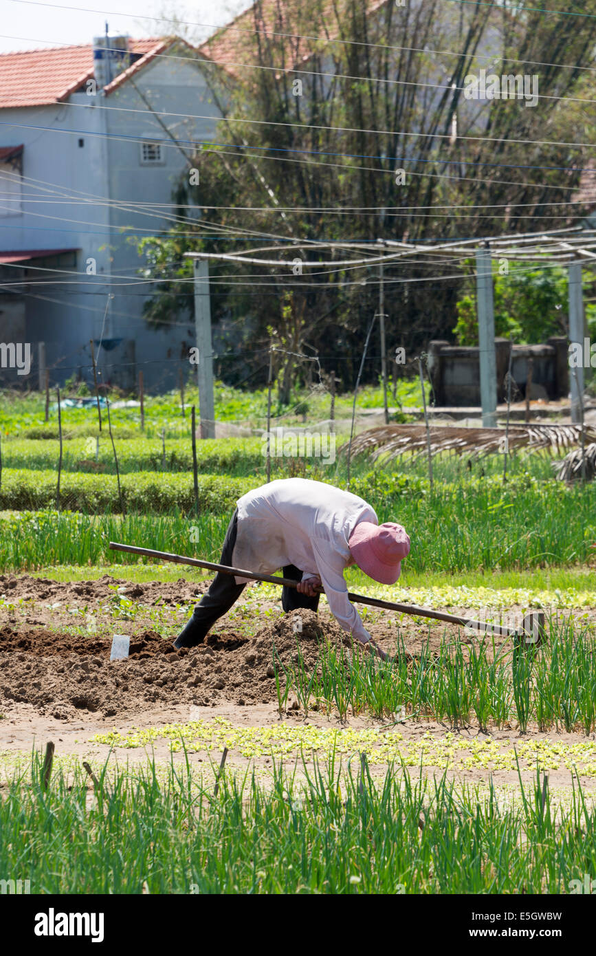 Tra que vegetable garden hoi an hi-res stock photography and images - Alamy
