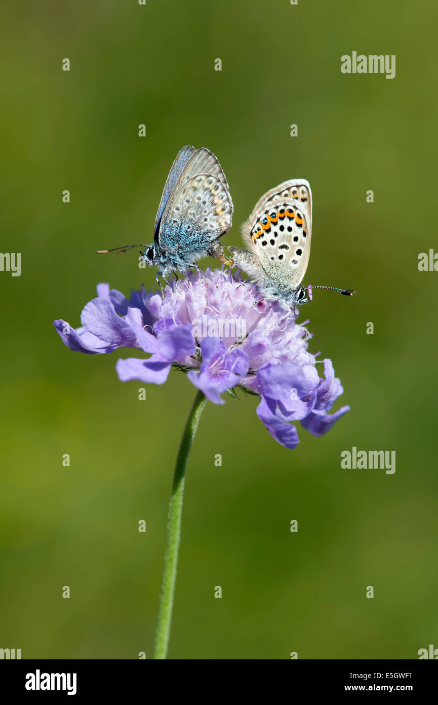 Silver-studded blue butterfly (Plebejus argus) - UK Stock Photo - Alamy