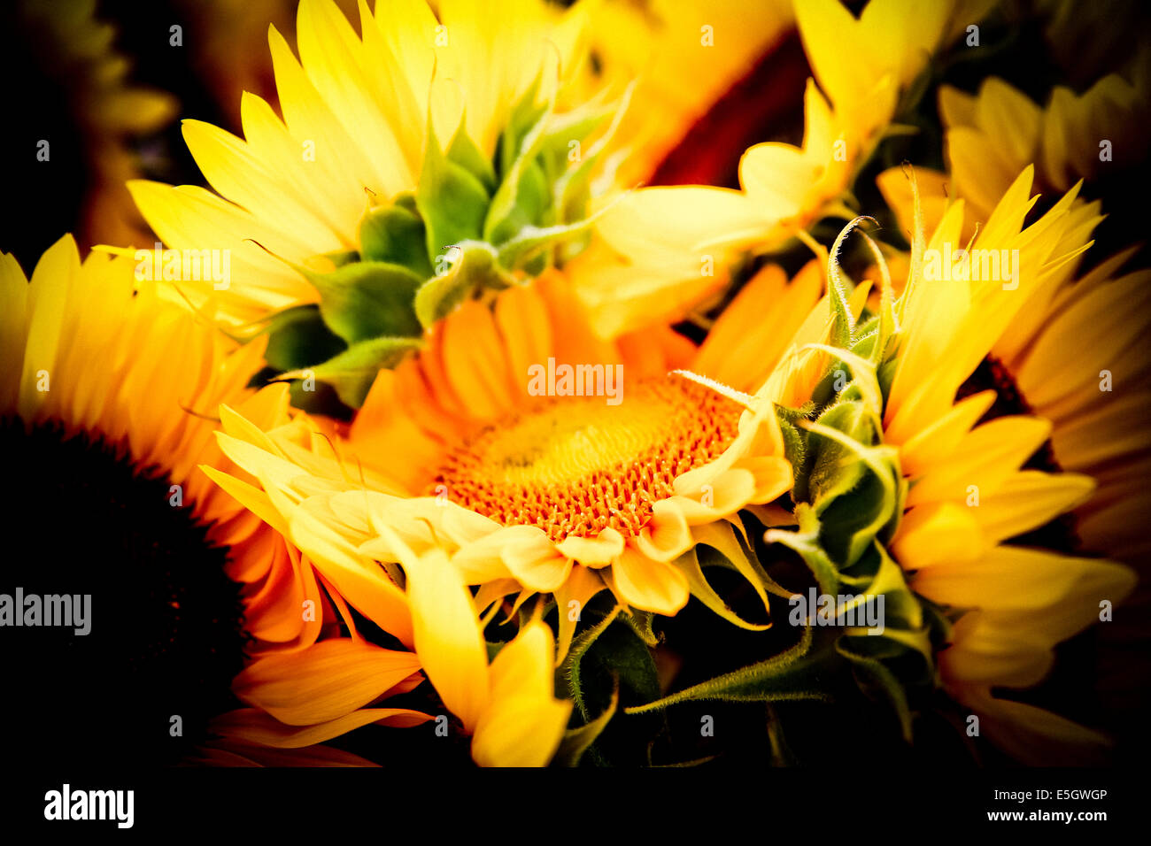 Sunflowers horizontal hi-res stock photography and images - Alamy