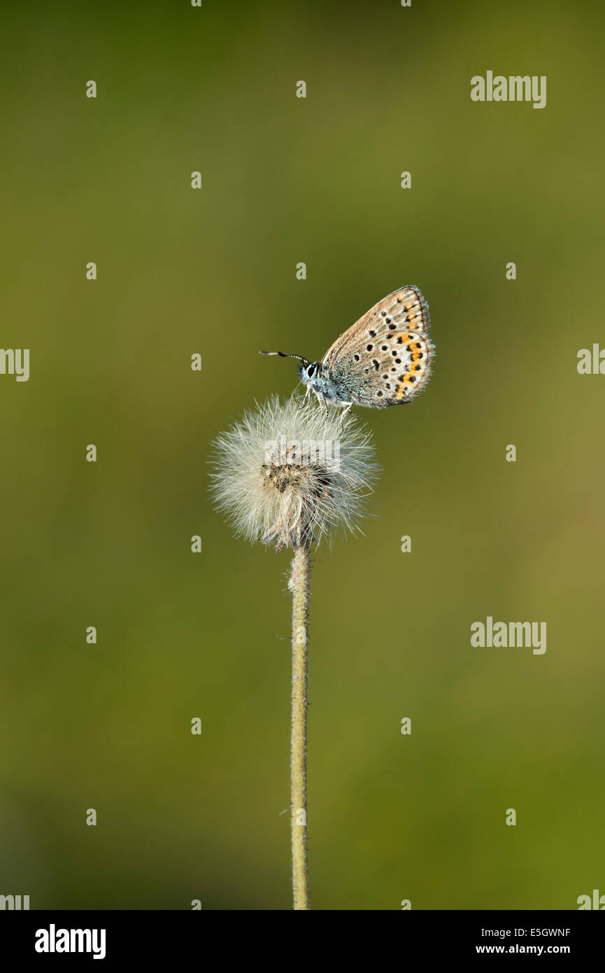 Silver studded blue butterfly hi-res stock photography and images - Alamy