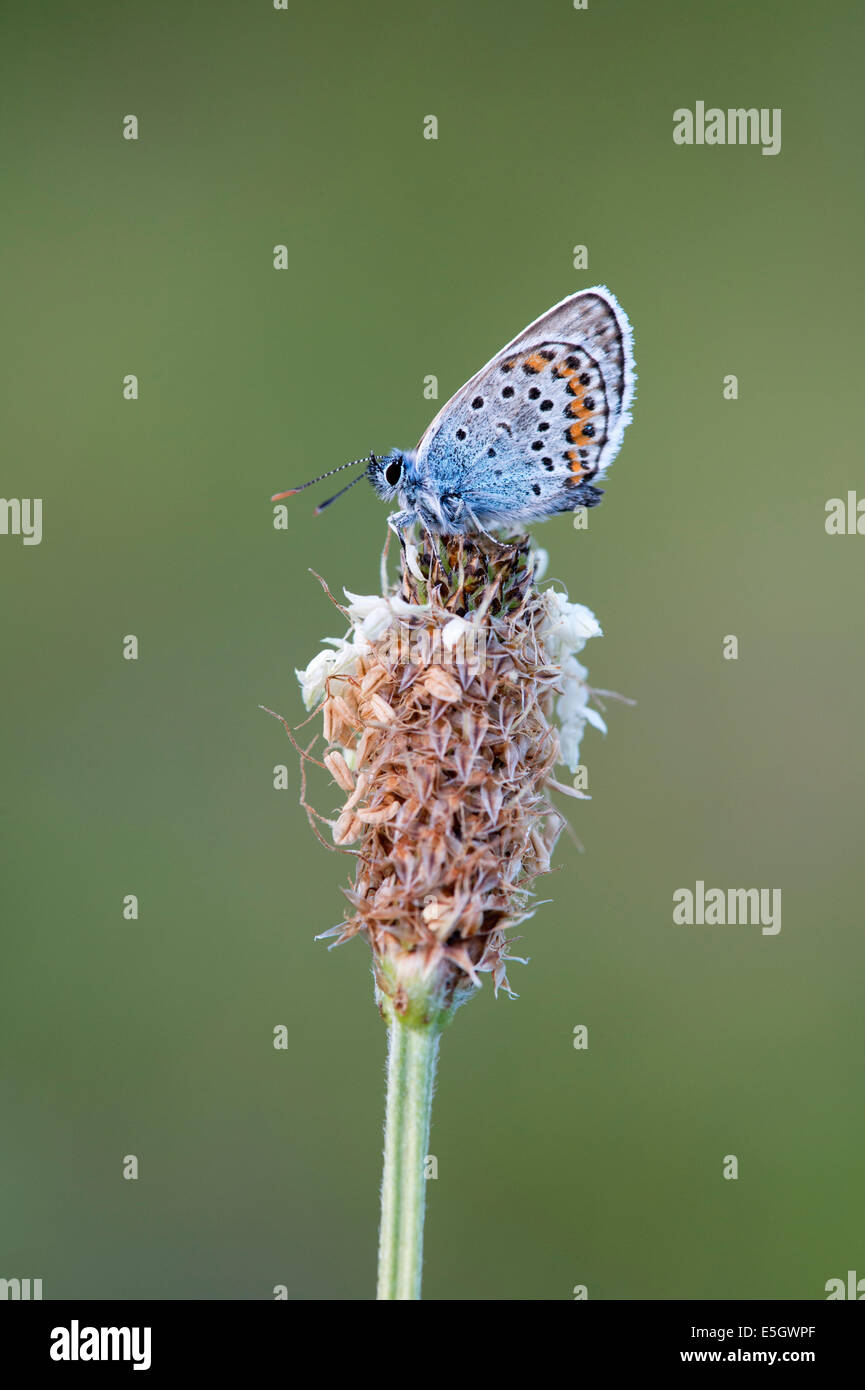 Silver studded blue butterfly hi-res stock photography and images - Alamy