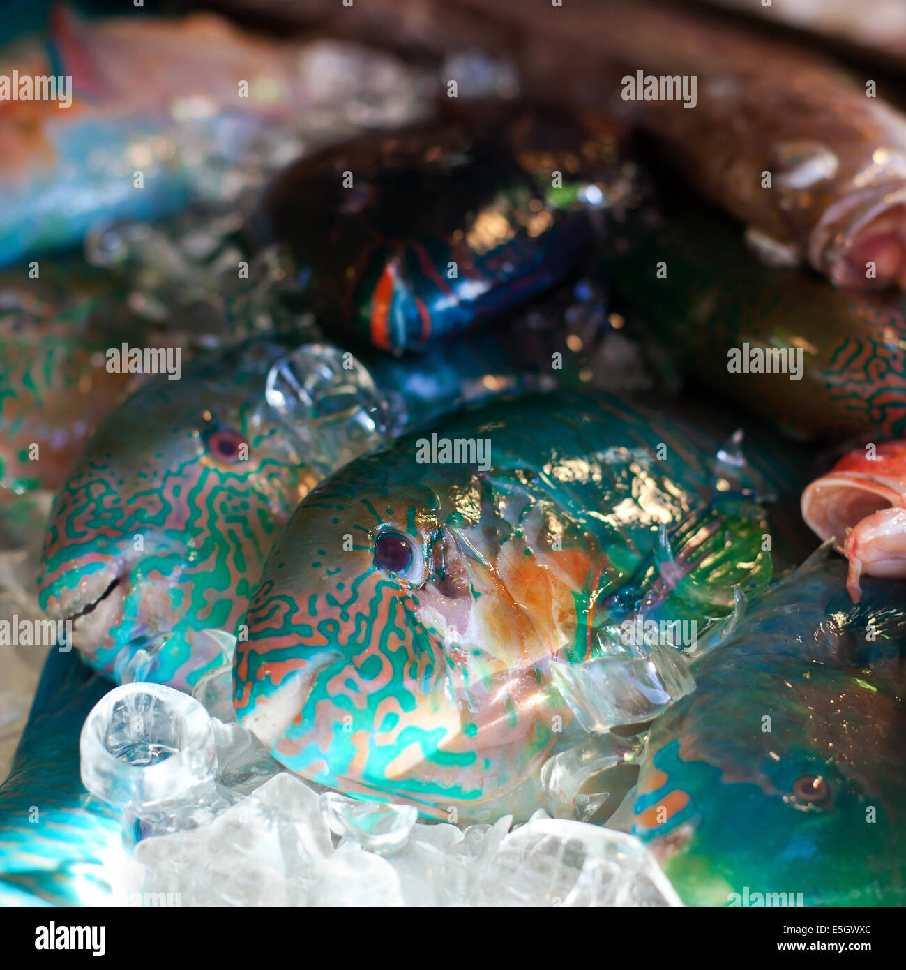 Fish market seafood philippines hi-res stock photography and images - Alamy