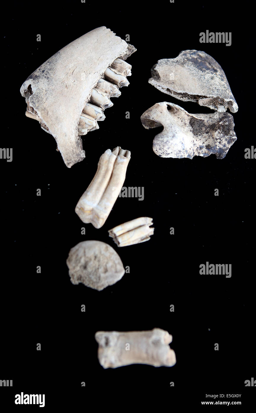 Pig bones hi-res stock photography and images - Alamy