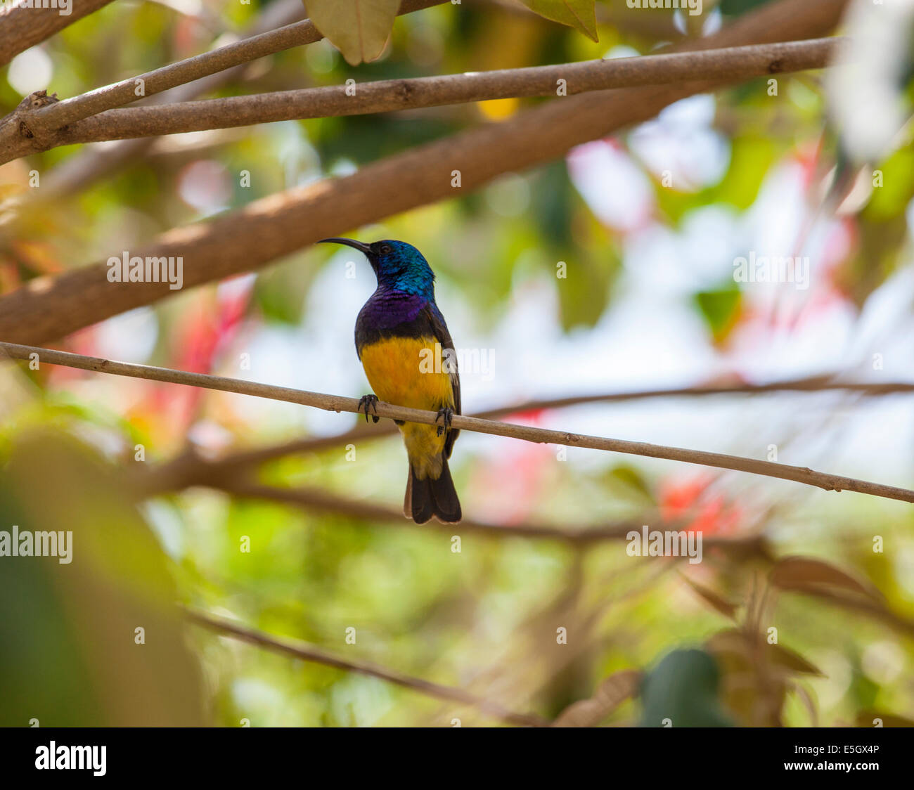 starling in Kenya Africa Stock Photo - Alamy
