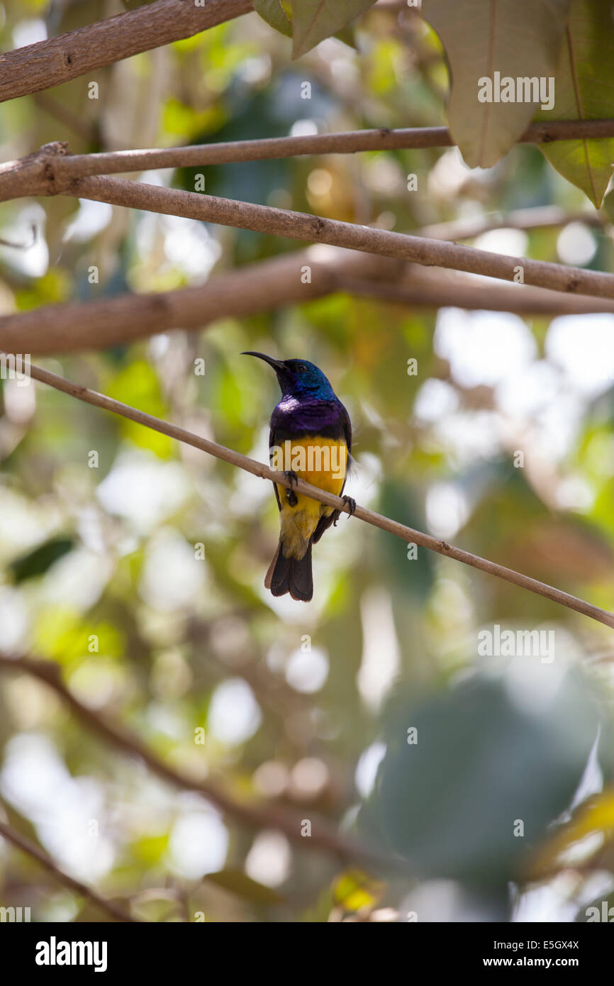 starling in Kenya Africa Stock Photo - Alamy