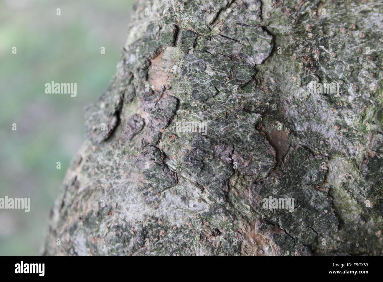 Bumpy bark hi-res stock photography and images - Alamy