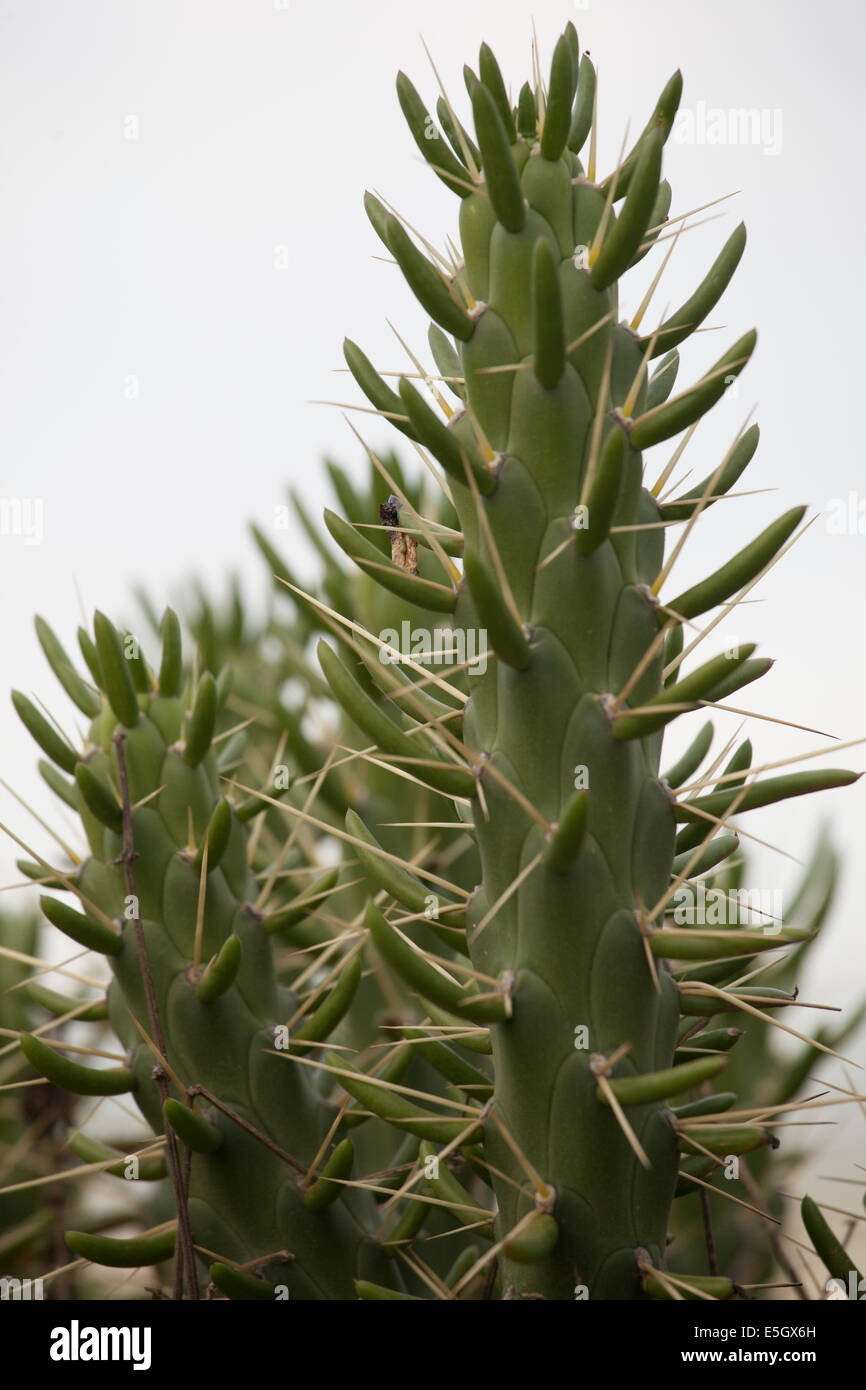 prickly cactus in Africa Stock Photo - Alamy