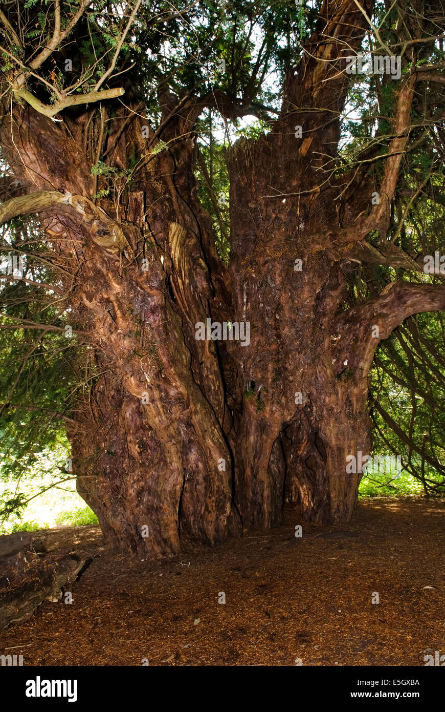 Ankerwycke Yew tree close to the ruins of St Mary's Priory, near ...