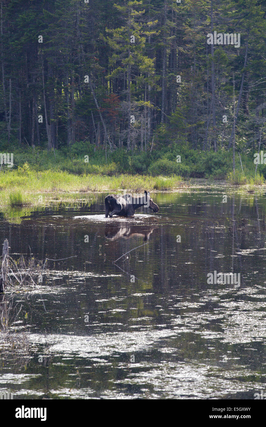 Moose in swamp hi-res stock photography and images - Alamy