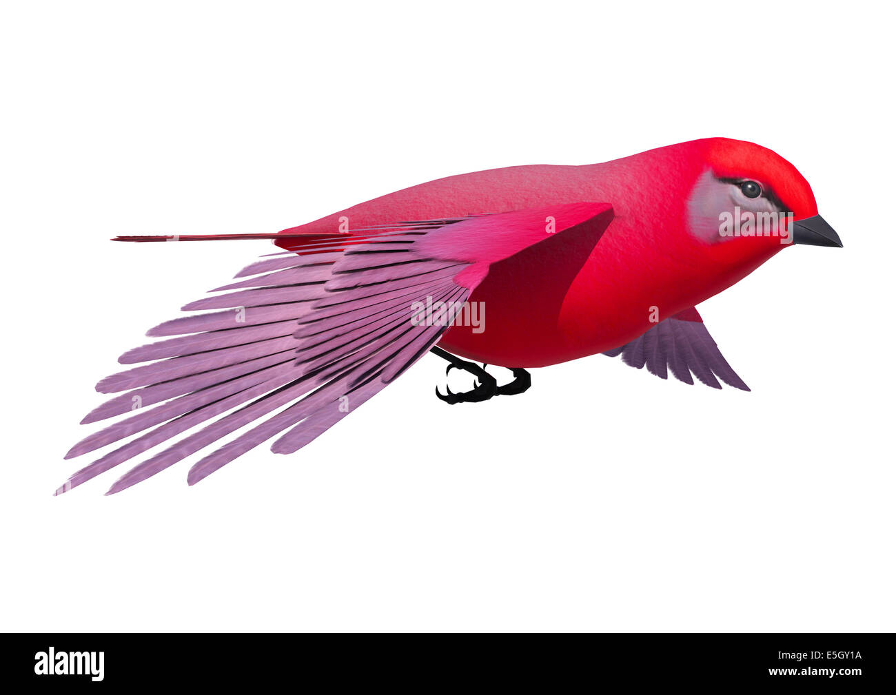3d digital render of a flying songbird tanager isolated on white ...