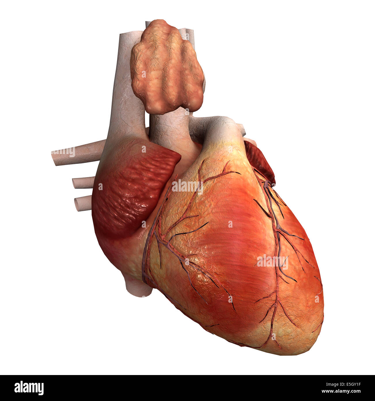 3D digital render of a healthy human heart isolated on white background ...
