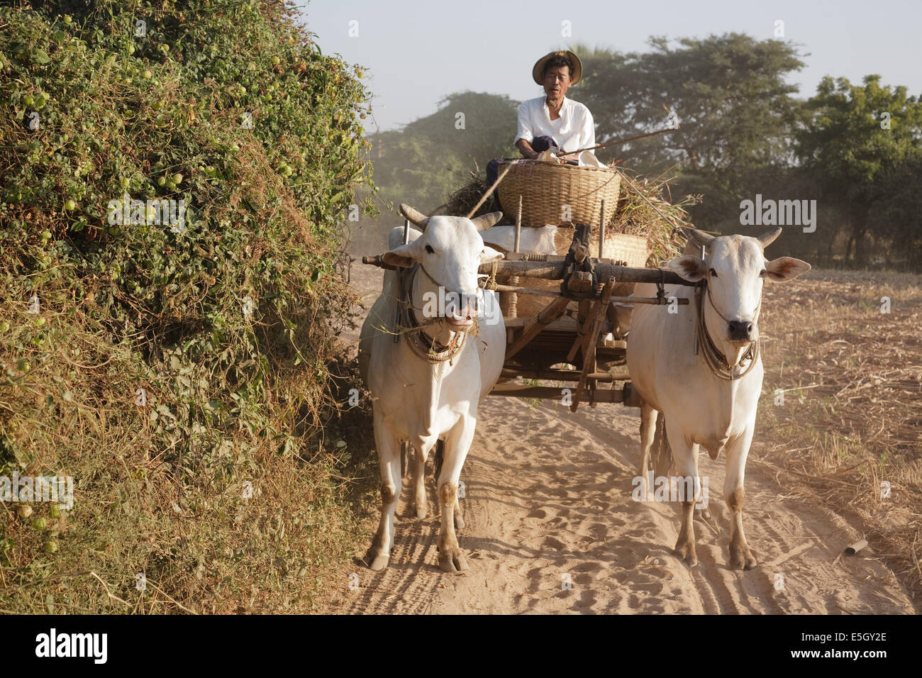Farmer and bullock cart on a rural track, Bagan, Myanmar (Burma Stock ...