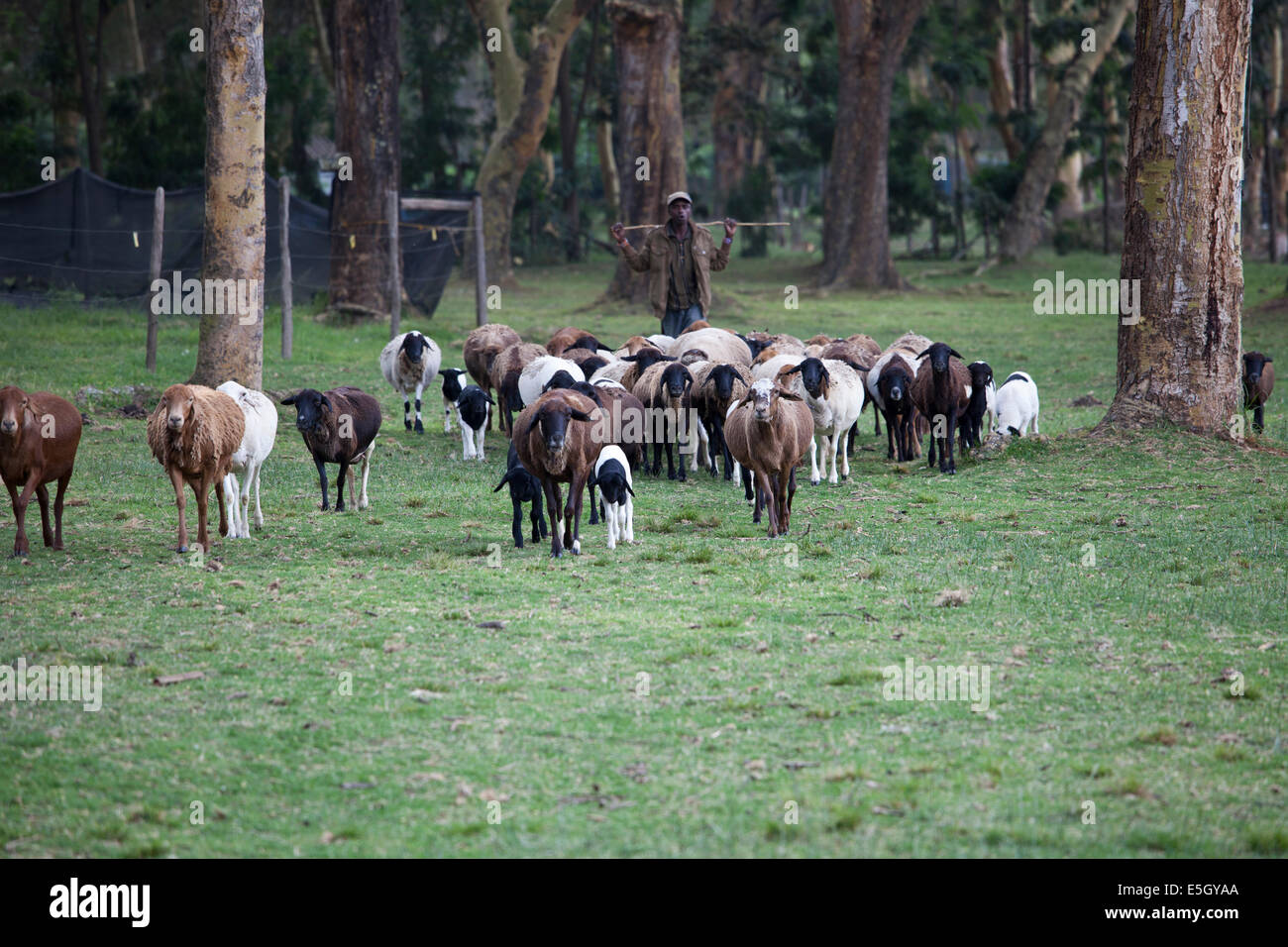 Goat Herd in Kenya East Africa Stock Photo - Alamy
