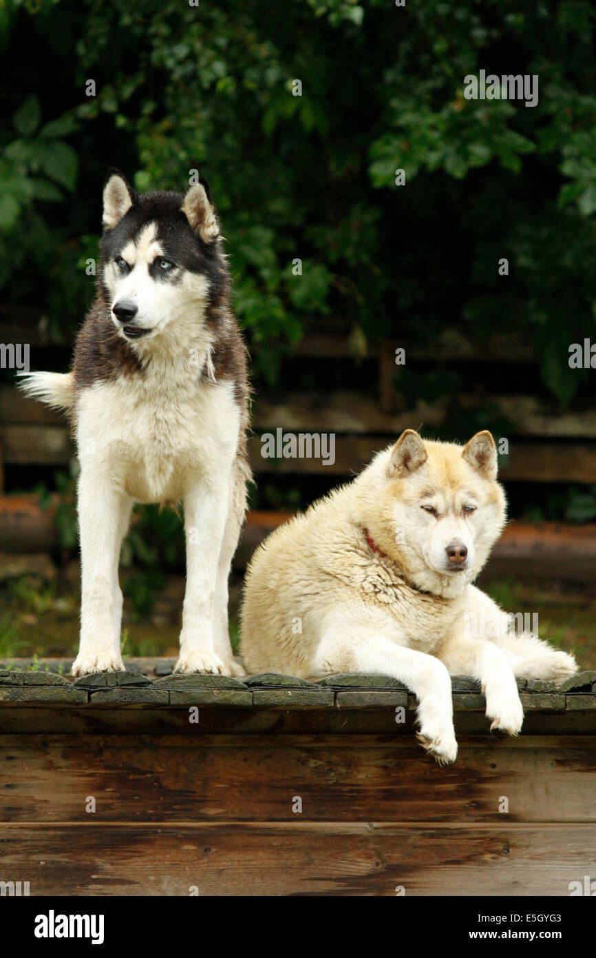 Two huskies hi-res stock photography and images - Alamy