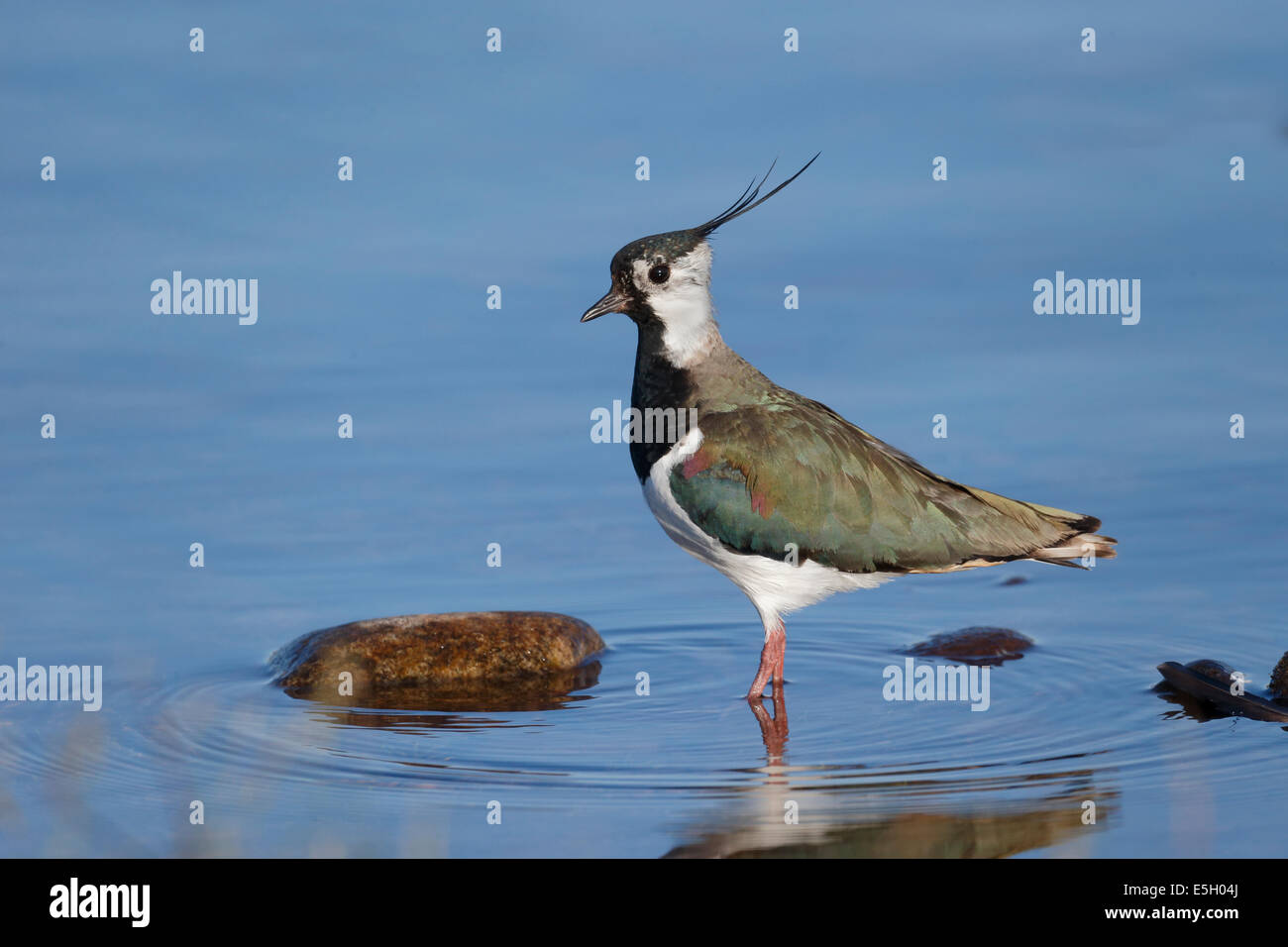 Northern lapwing water hi-res stock photography and images - Alamy