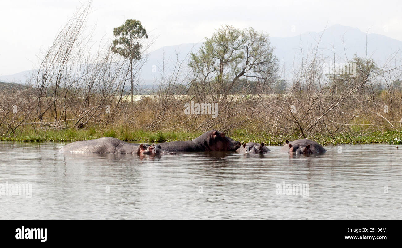 Hippos in Lake Naivasha Kenya Stock Photo - Alamy