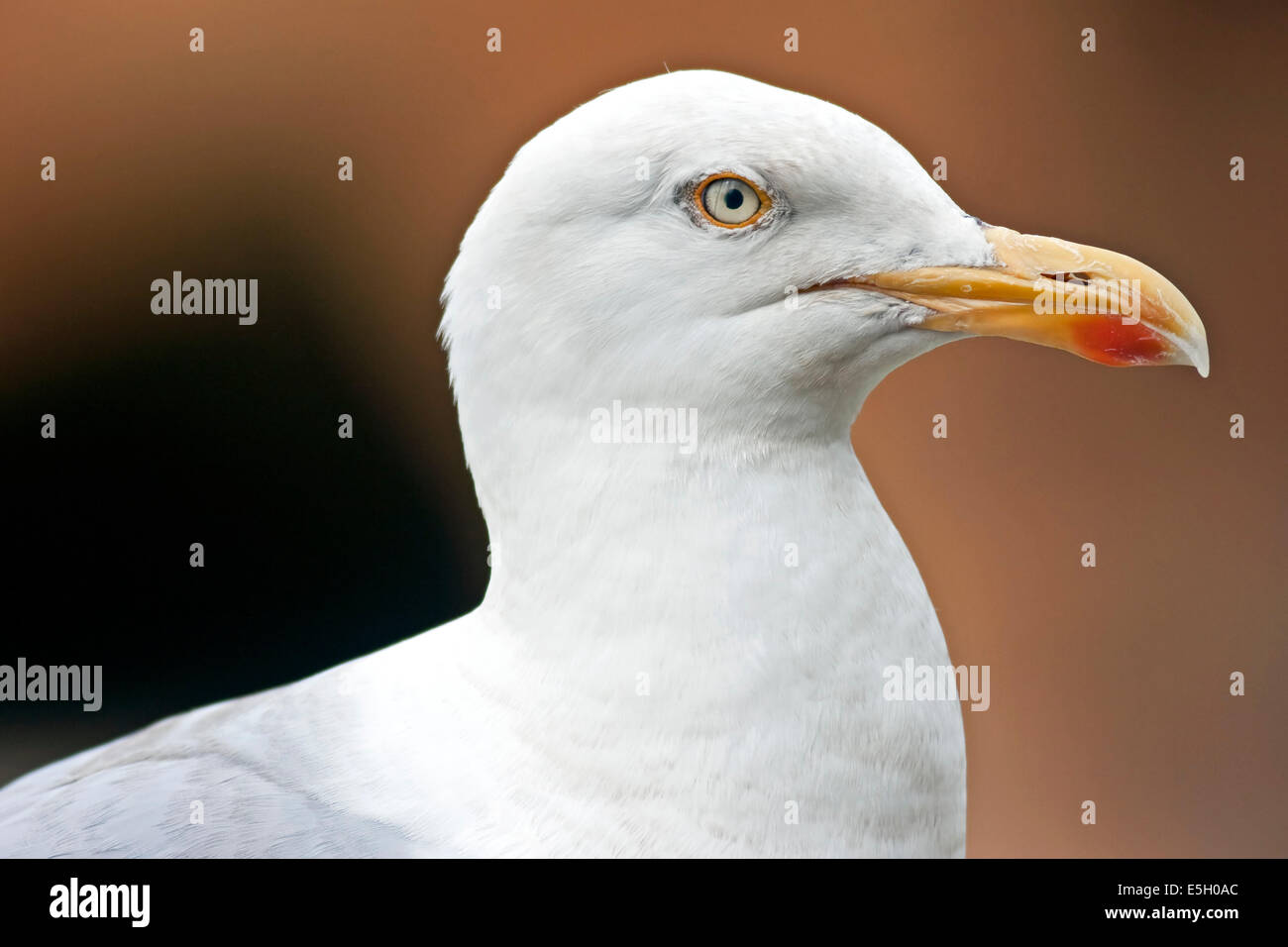 A Herring Gull poses for the camera Stock Photo - Alamy