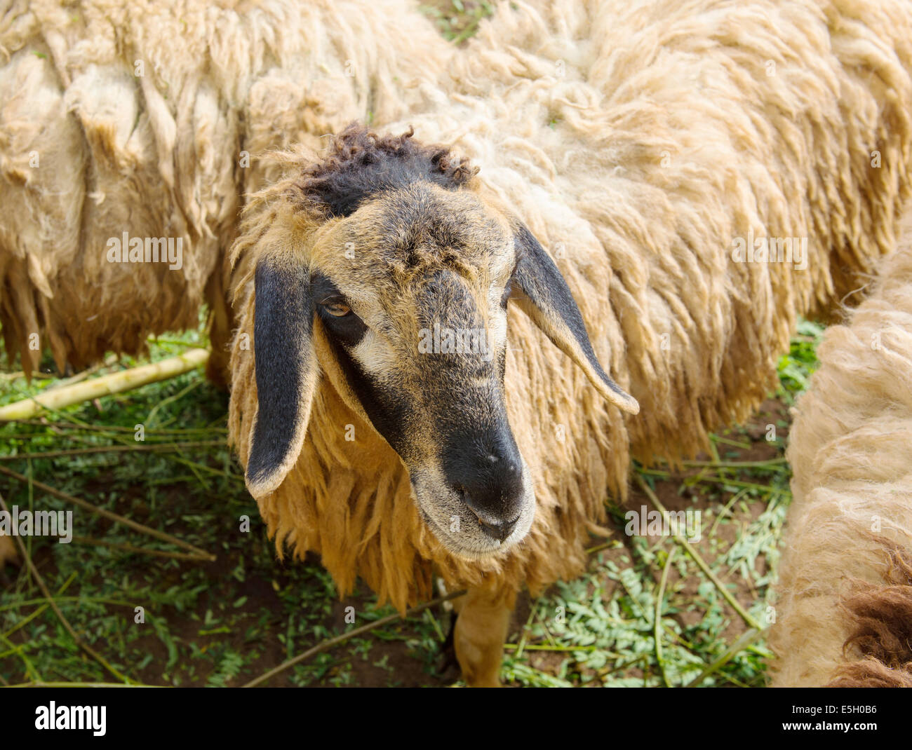 Animal mouth open sheep hi-res stock photography and images - Alamy