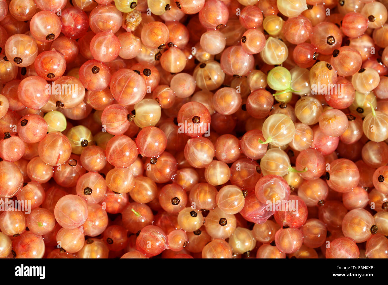 Currant variety hi-res stock photography and images - Alamy