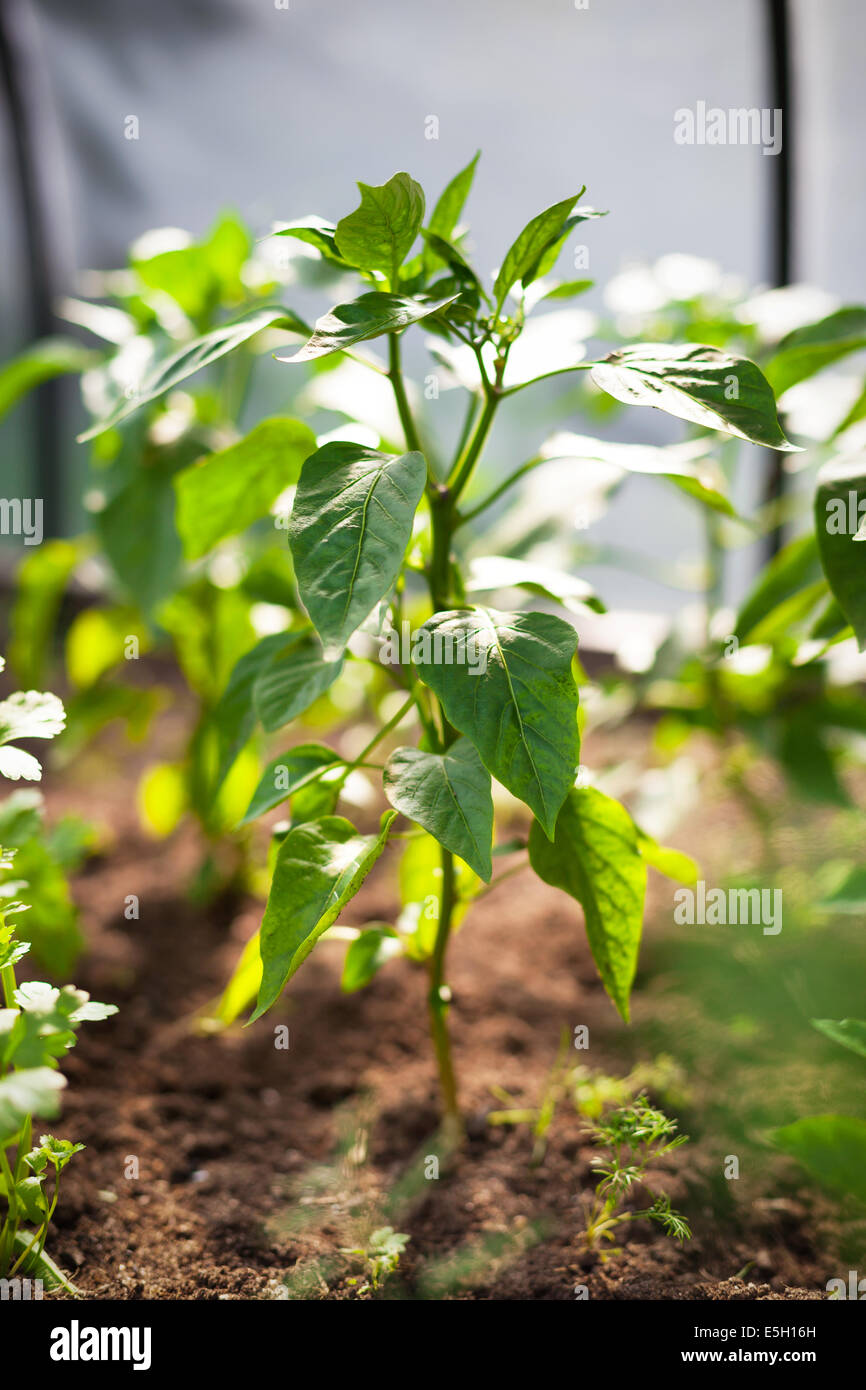 Growing paprika hi-res stock photography and images - Alamy