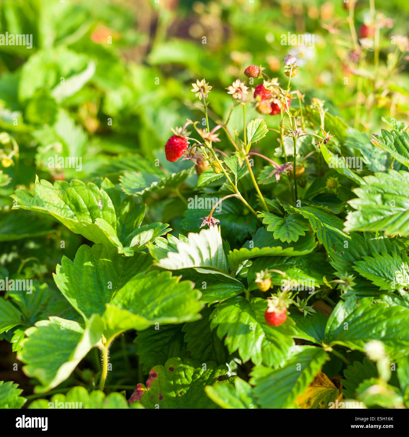 Wild strawberry in the garden, closeup Stock Photo - Alamy
