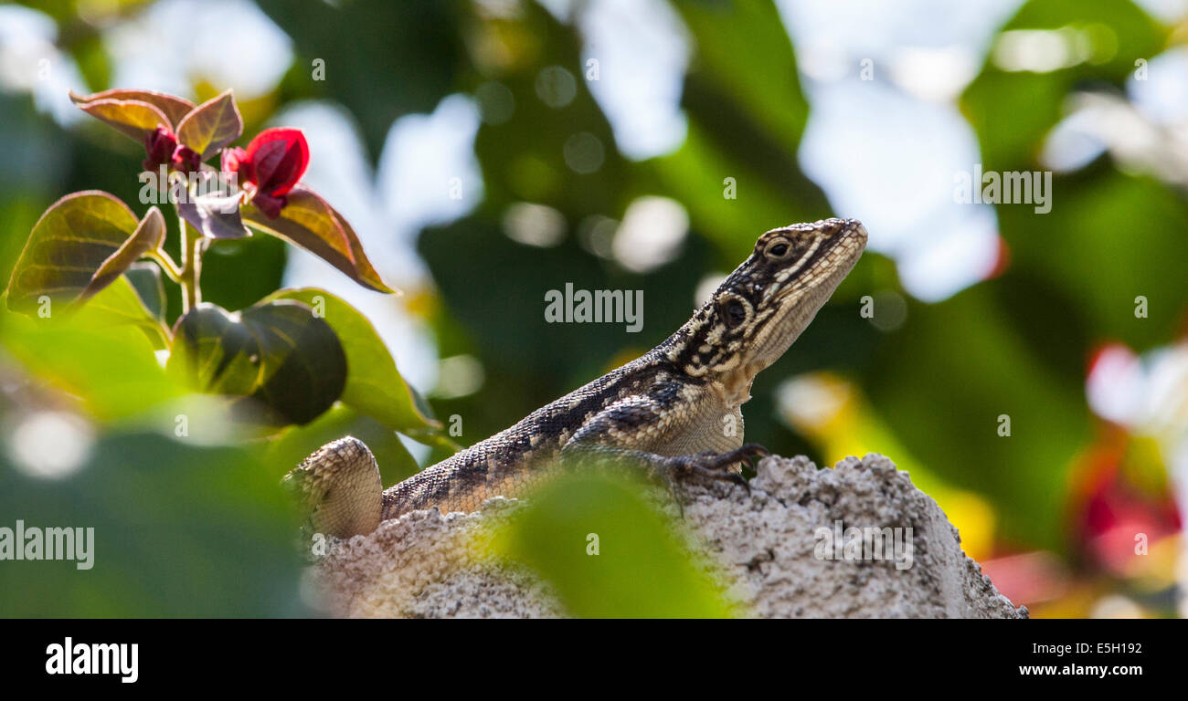 African lizard hi-res stock photography and images - Alamy