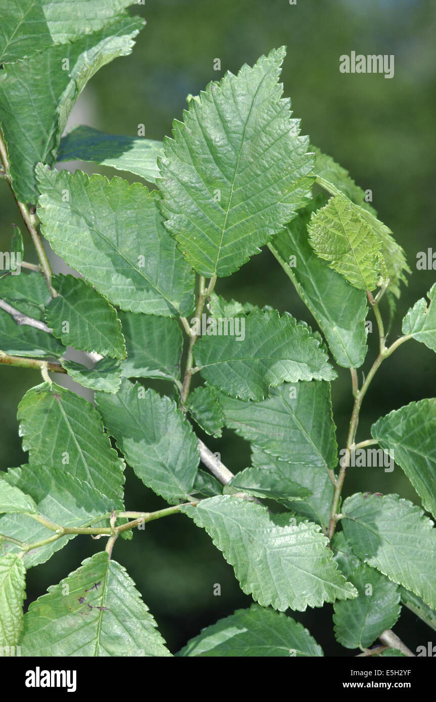 Cornish Elm Ulmus minor ssp. angustifolia (Ulmaceae Stock Photo - Alamy