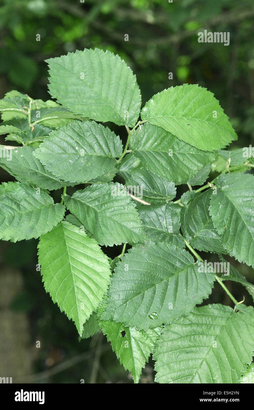 Wych elm ulmus glabra hi-res stock photography and images - Alamy