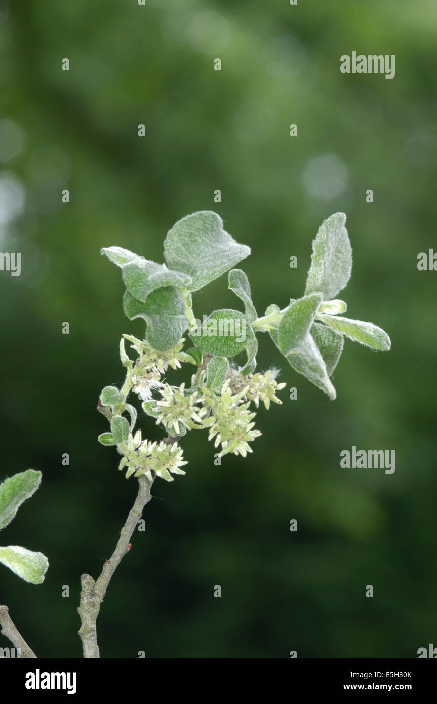 Eared willow Salix aurita (Salicaceae Stock Photo - Alamy