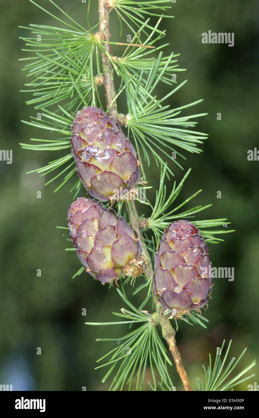 European Larch Larix decidua Pinaceae Stock Photo - Alamy