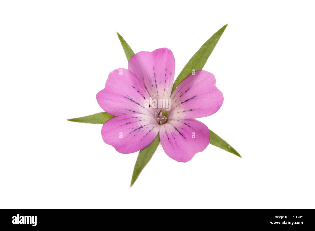 Closeup of a corncockle, Agrostemma githago, flower isolated against ...