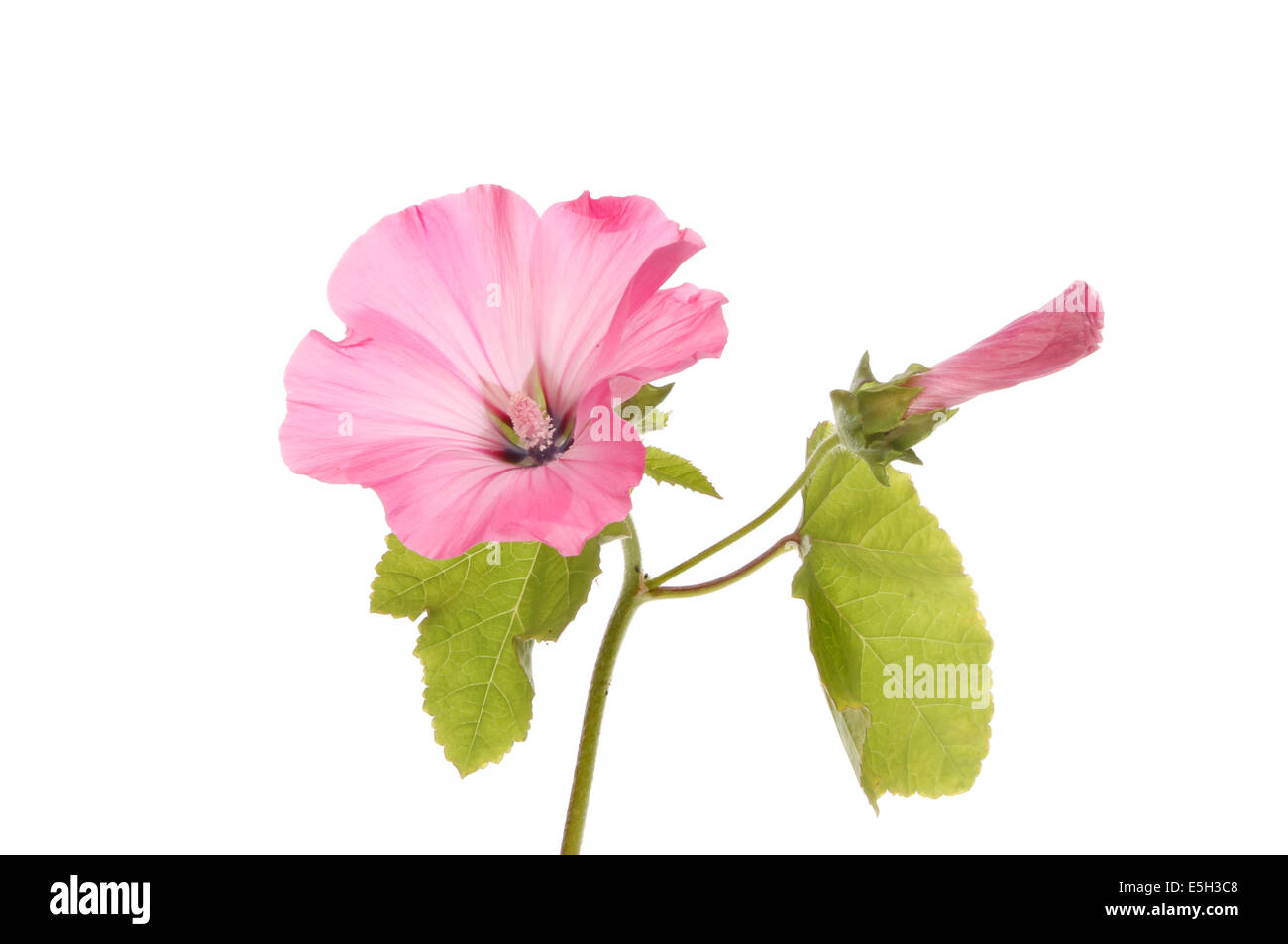 Lavatera flower, buds and foliage isolated against white Stock Photo ...