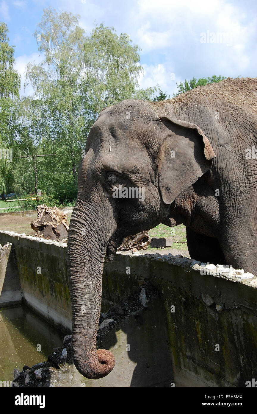Elephant at the zoo waiting for his prize Stock Photo - Alamy