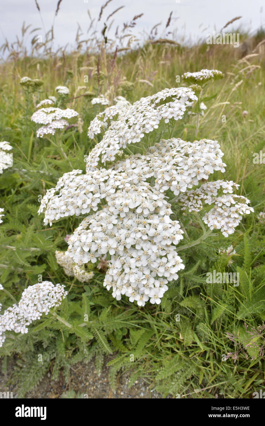 Yarrow - Achillea millefolium (Asteraceae Stock Photo - Alamy