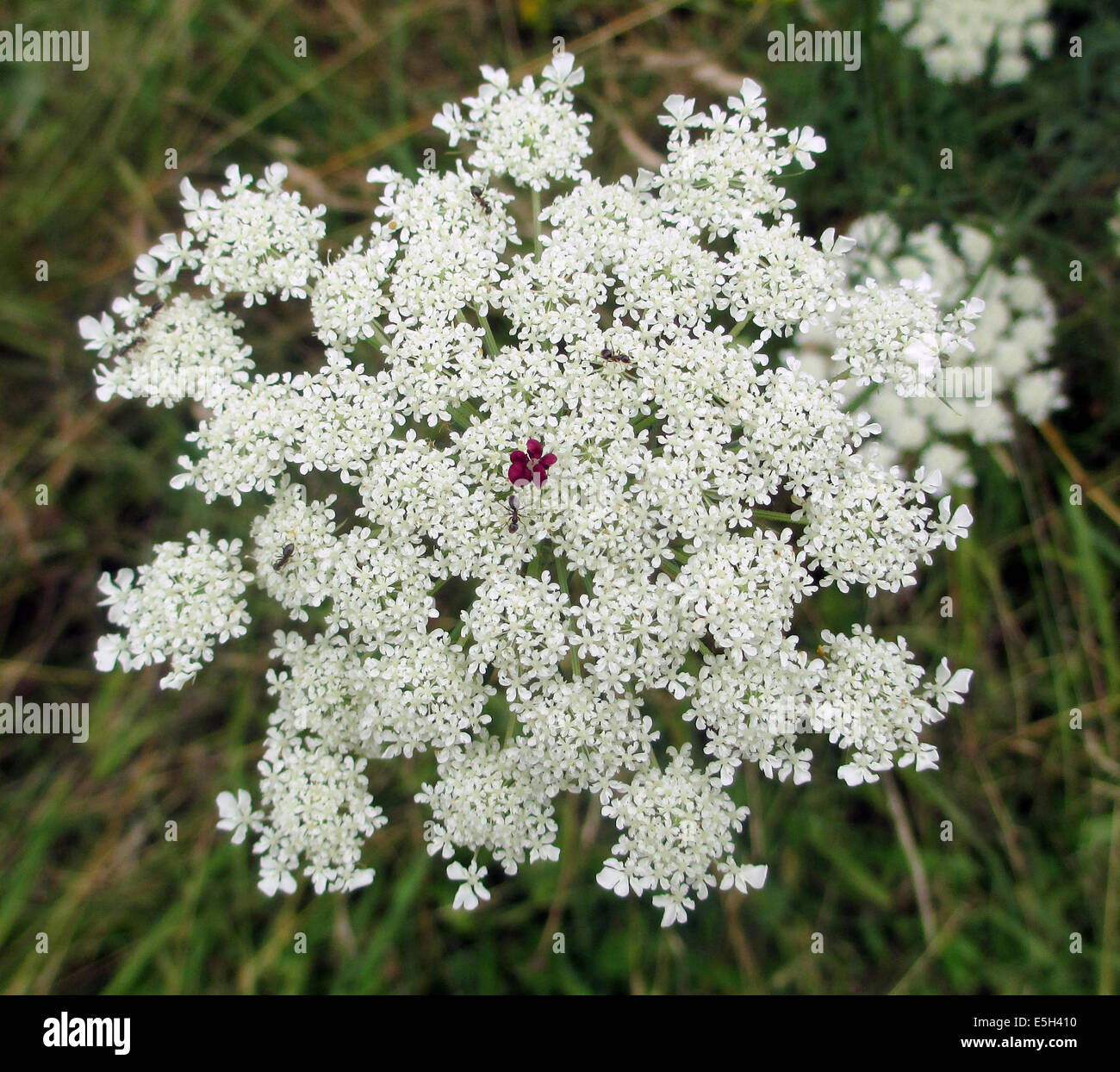 WILD CARROT Daucus carota. Photo Tony Gale Stock Photo - Alamy