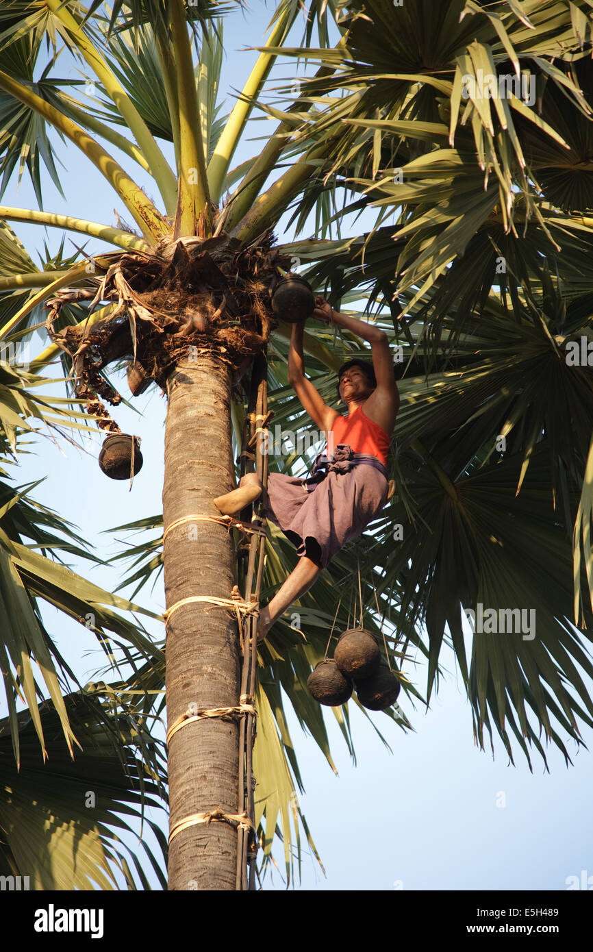 Toddy palm hi-res stock photography and images - Alamy