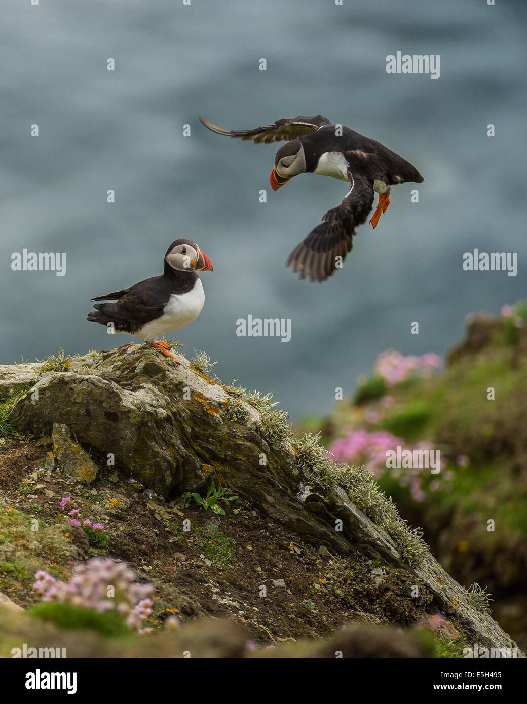 Puffins on cliff edge Stock Photo - Alamy