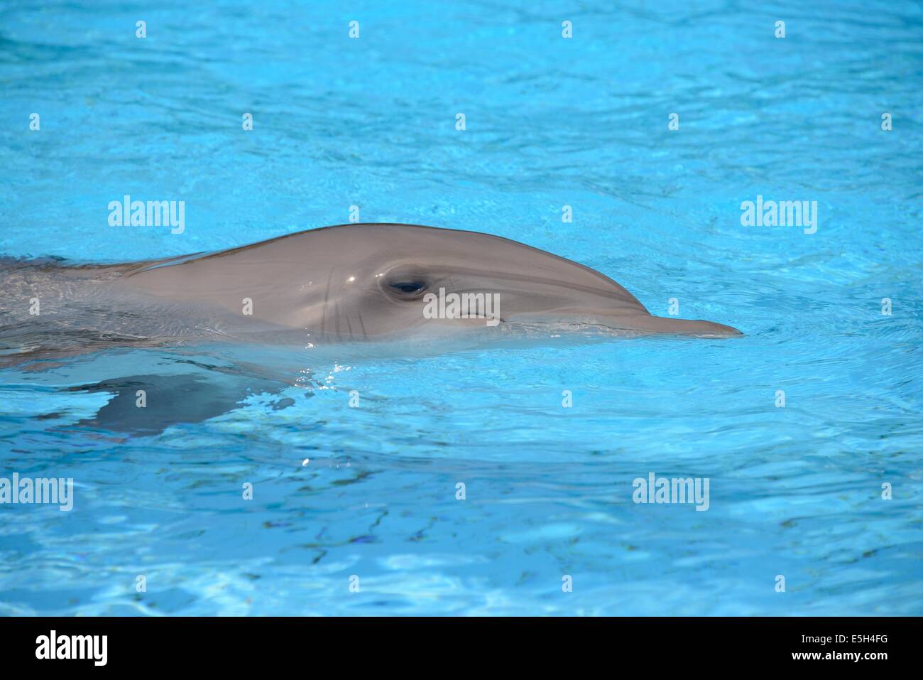 Dolphin in the Marineland pool Stock Photo - Alamy