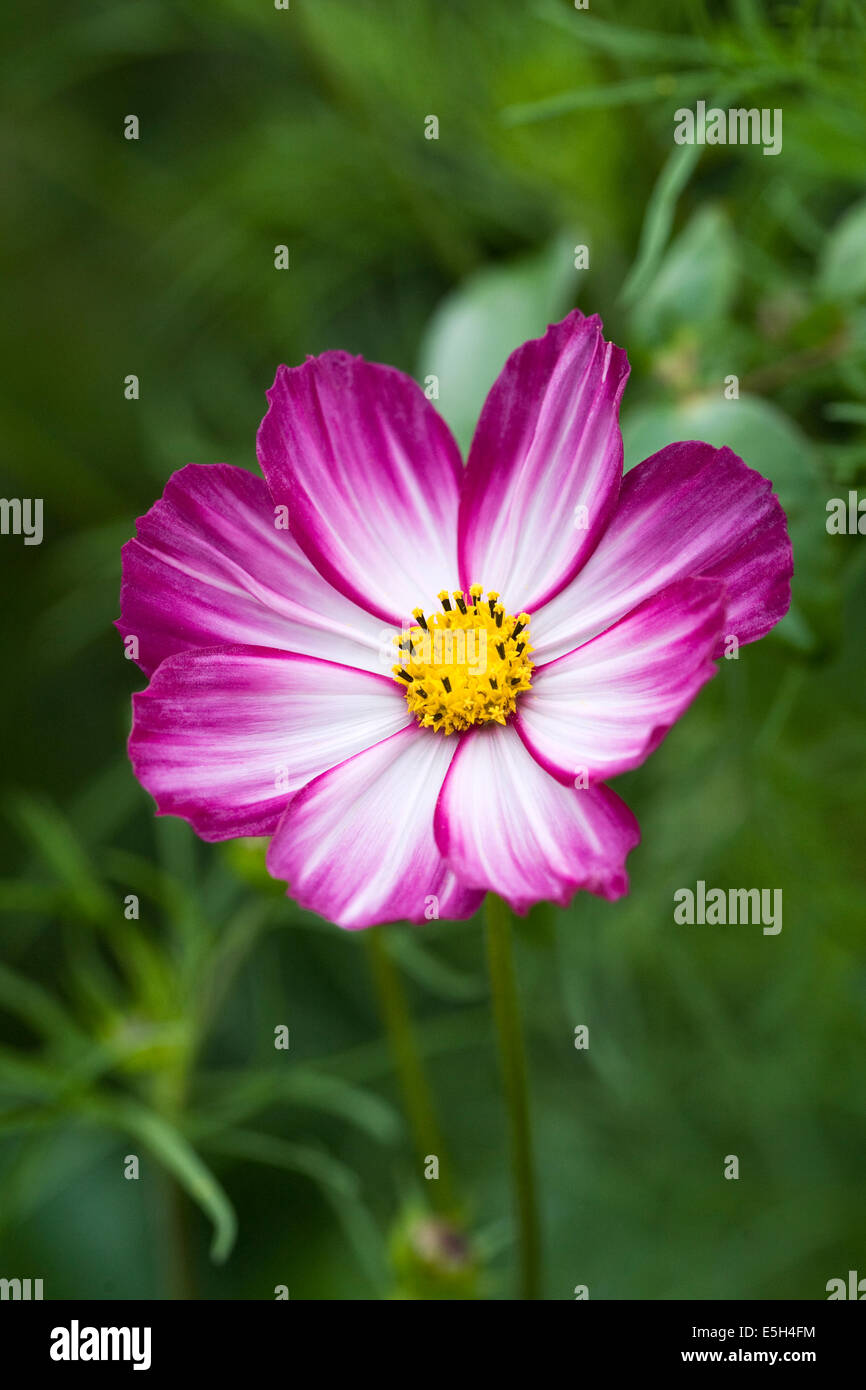 Cosmos bipinnatus flower Stock Photo - Alamy