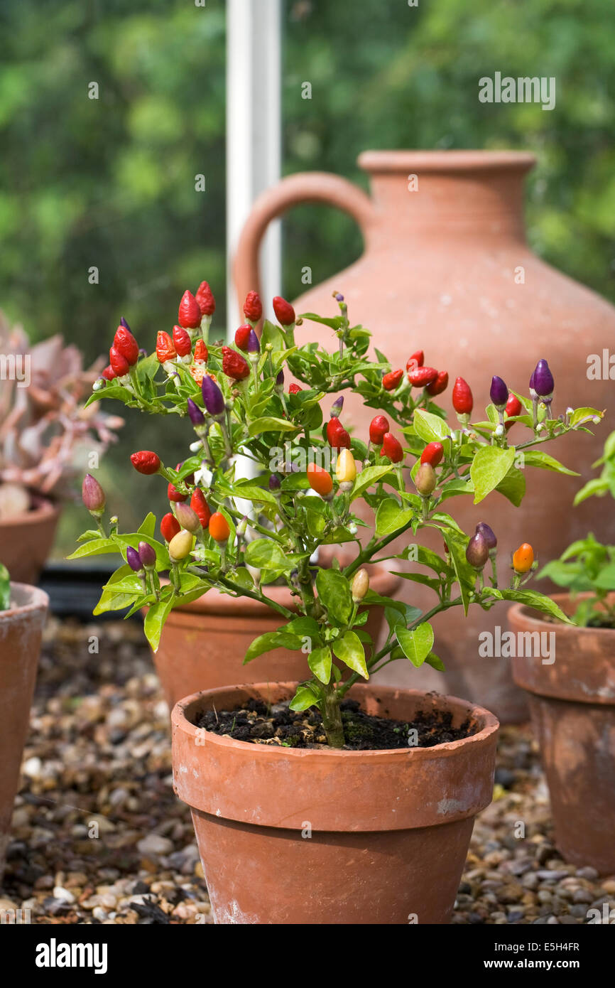 Capsicum annum NuMex Twilight. Colourful Chili Pepper fruits growing in ...