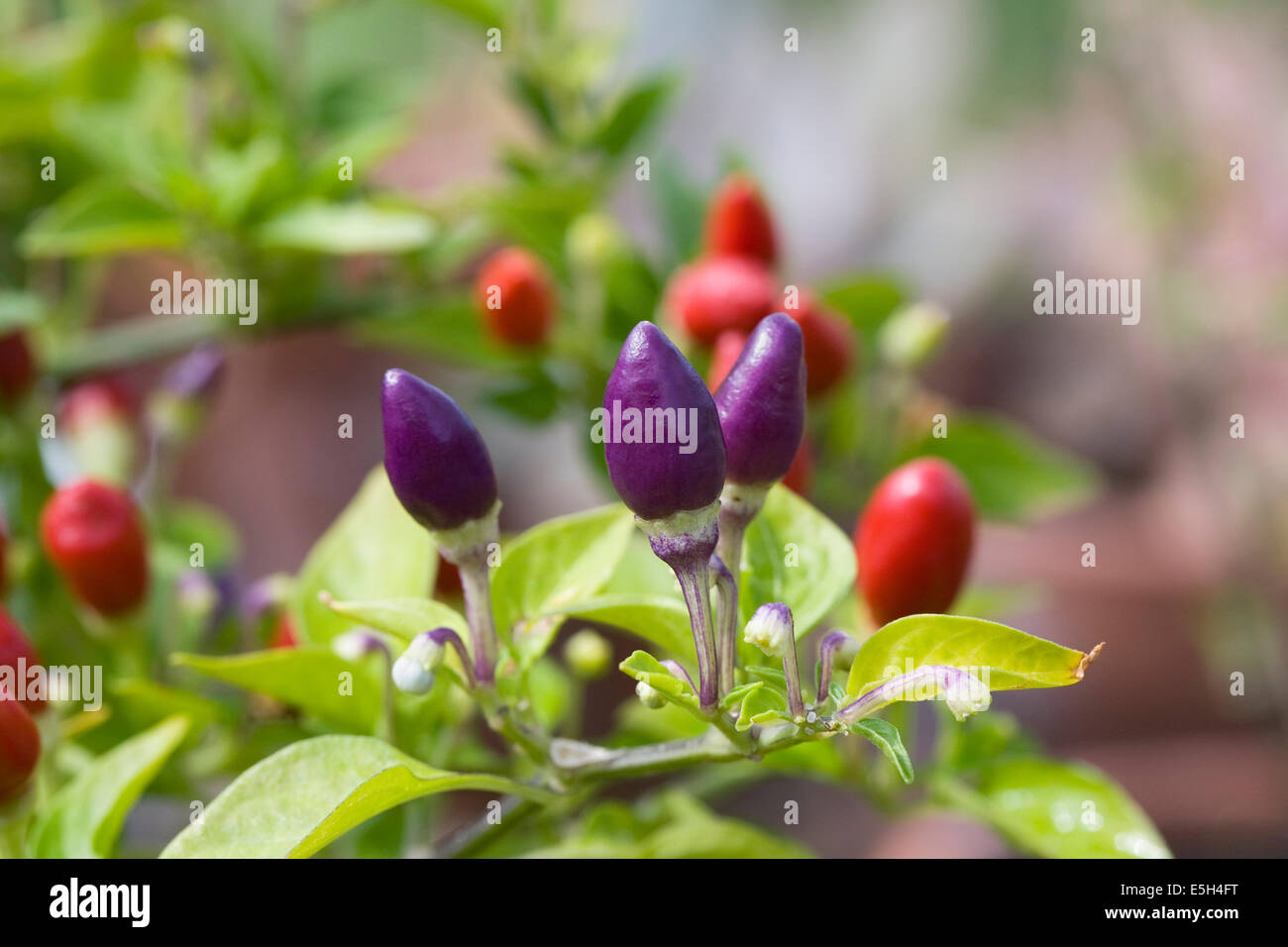 Capsicum annum NuMex Twilight. Colourful Chili Pepper fruits Stock ...