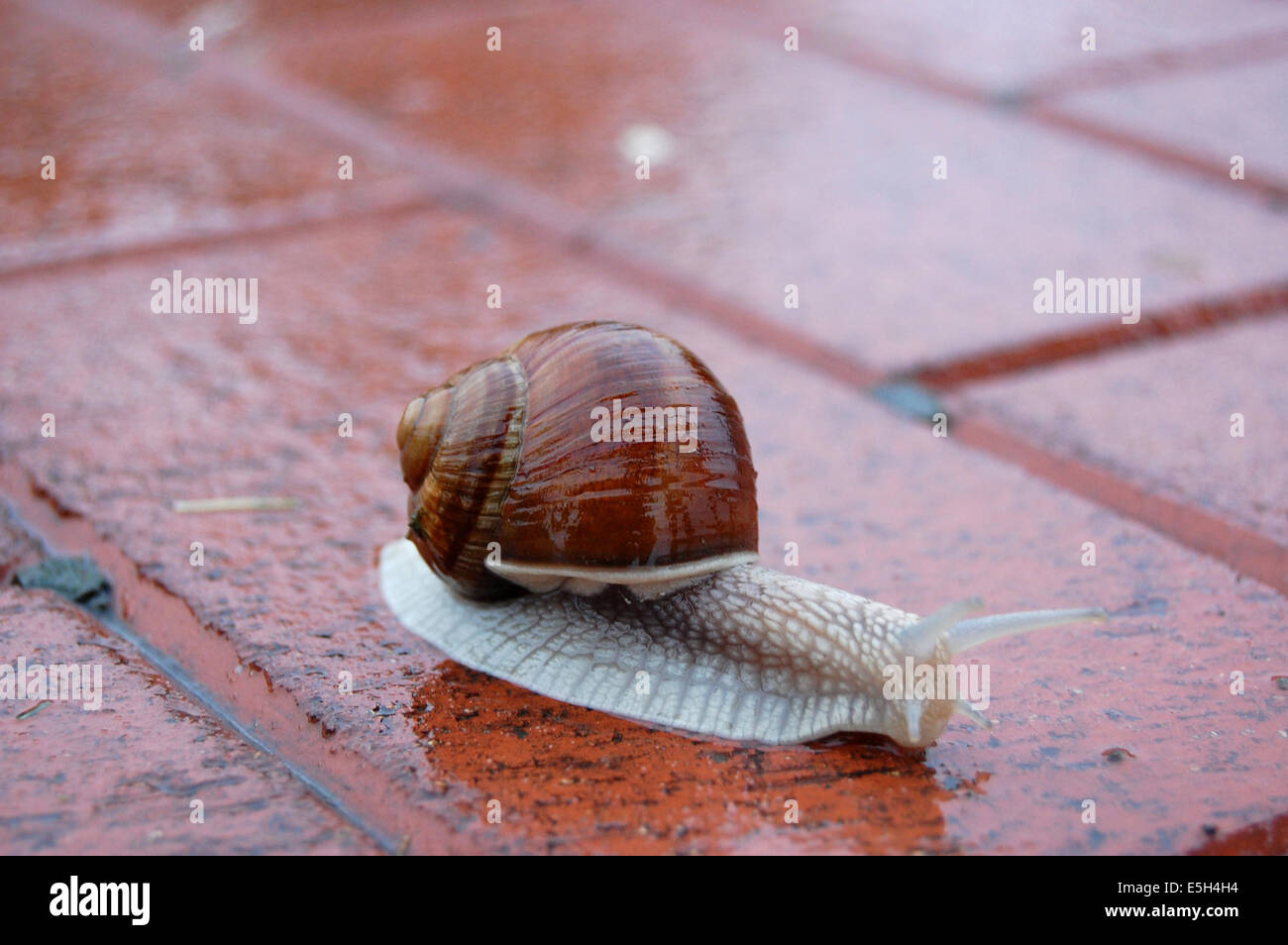 Creeper snail hi-res stock photography and images - Alamy