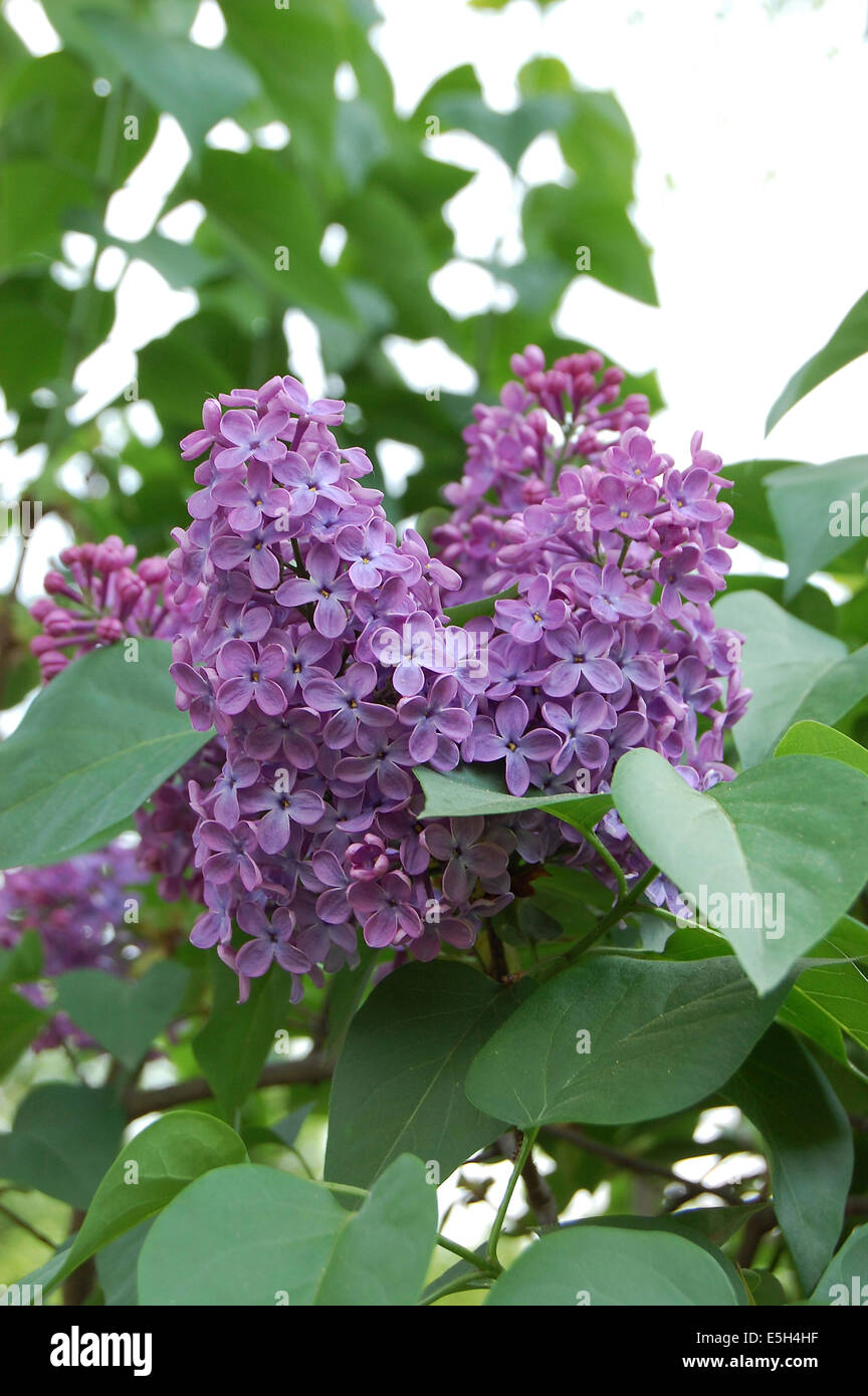 The purple lilac, beautiful and fragrant, photographed in the garden ...