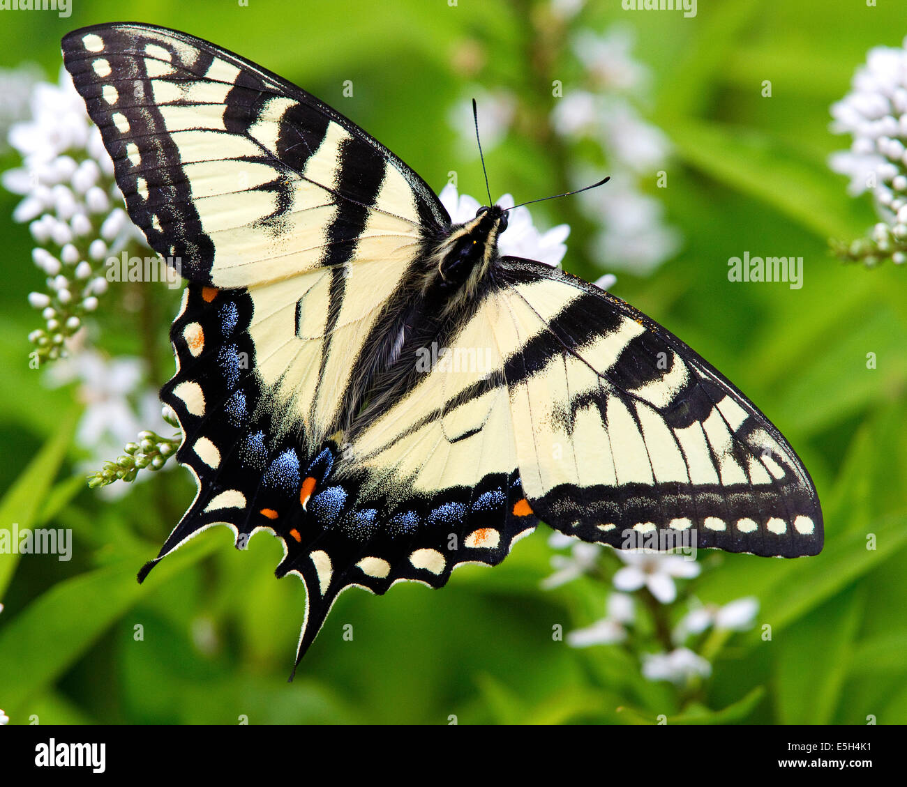 Swallowtail butterfly, Pterourus glaucus, on flower. Papillion Stock ...