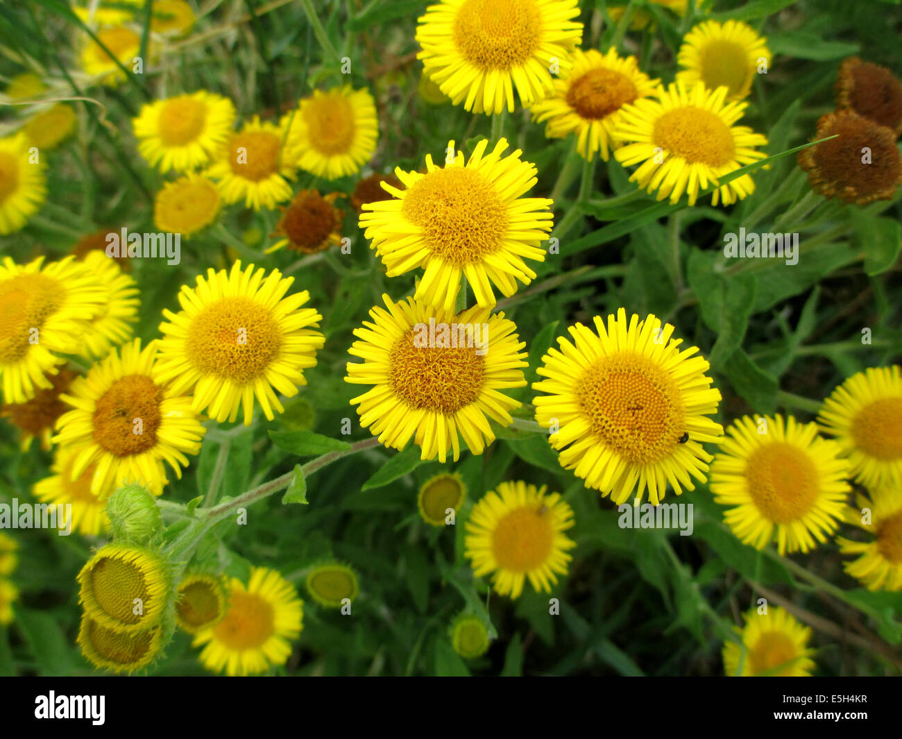 COMMON FLEABANE Pulicaria dysenterica. Photo Tony Gale Stock Photo - Alamy