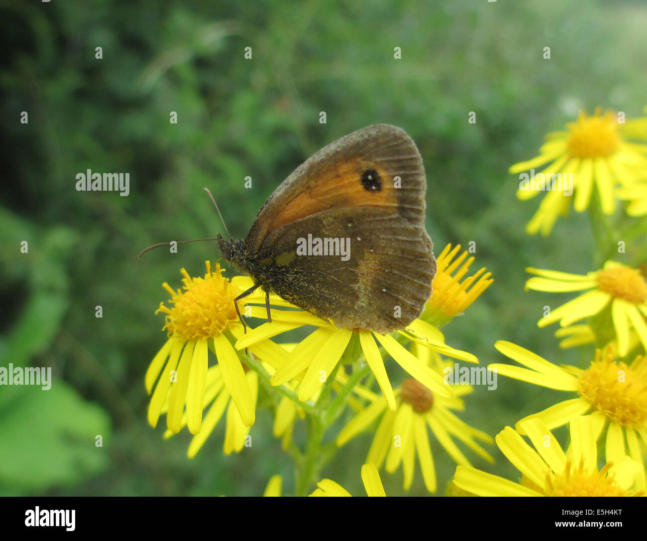 GATEKEEPER BUTTERFLY Pyronia tithonus on ragwort. Photo Tony Gale Stock ...